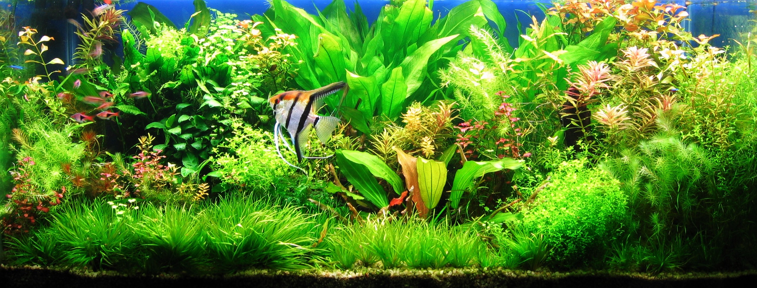 Aquarium Design India