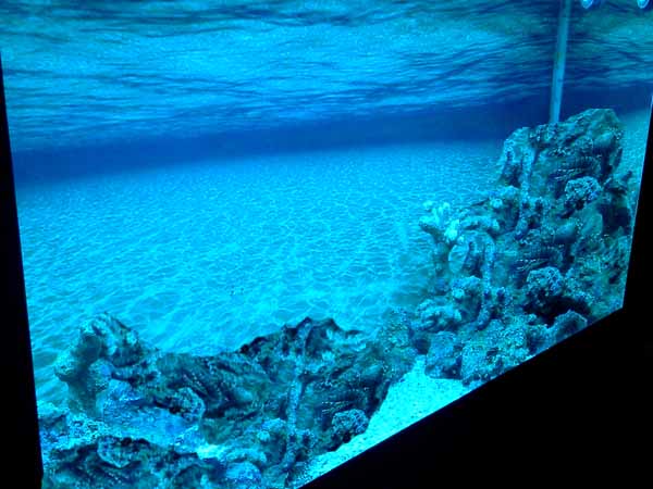 AQUARIUM